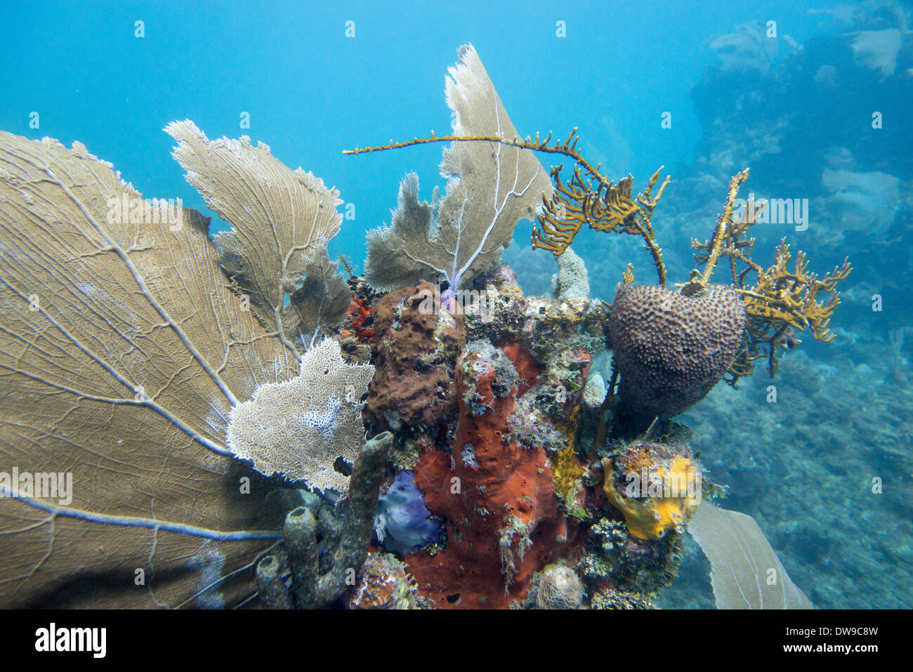 Underwater view of coral wall Utila Bay Islands Honduras Stock Photo ...