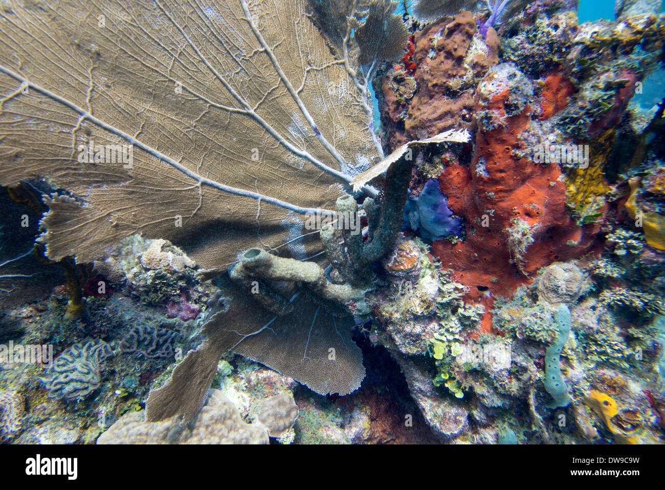 Underwater view of coral wall Utila Bay Islands Honduras Stock Photo ...