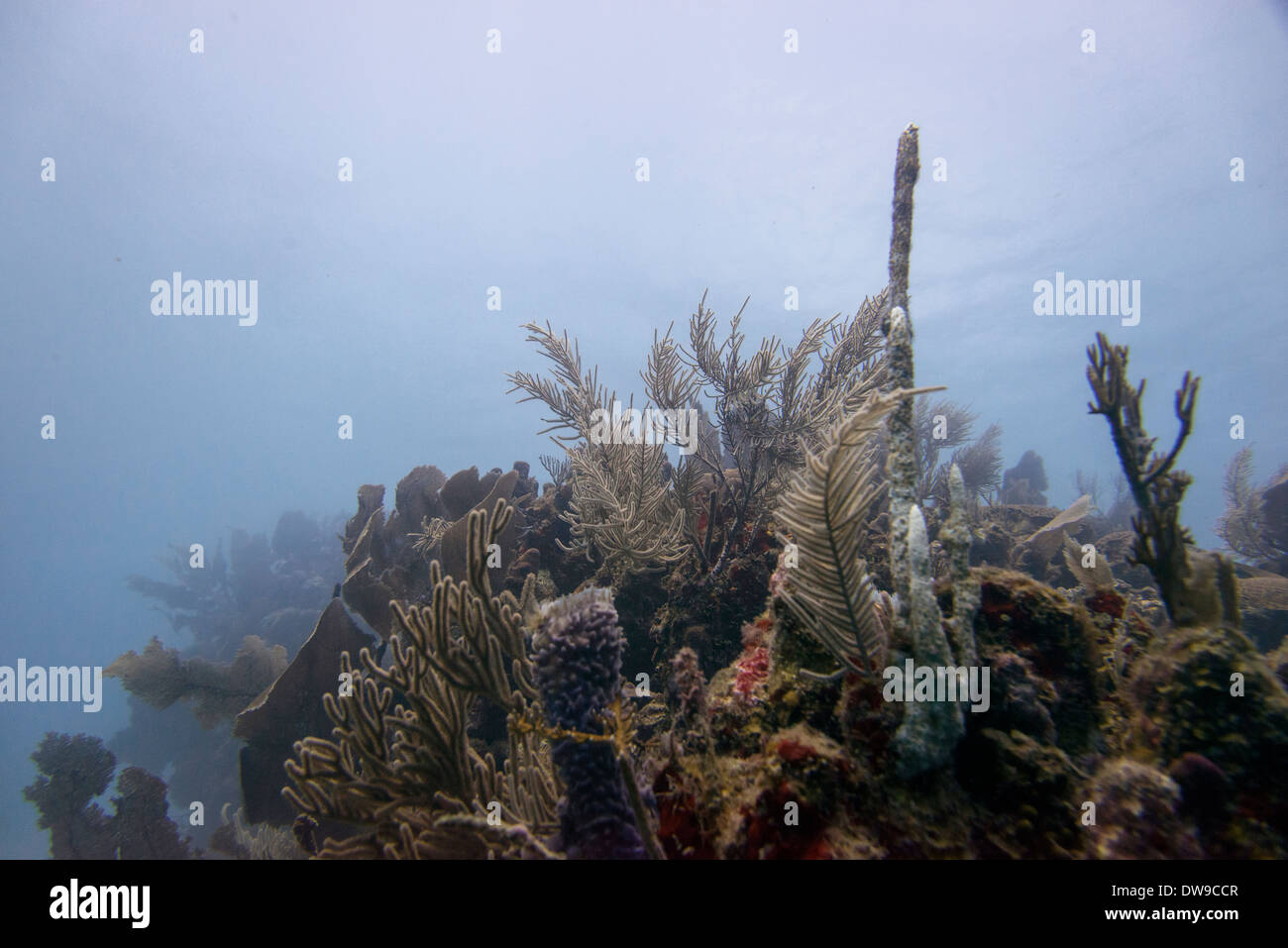 Underwater view of coral reef Utila Bay Islands Honduras Stock Photo ...