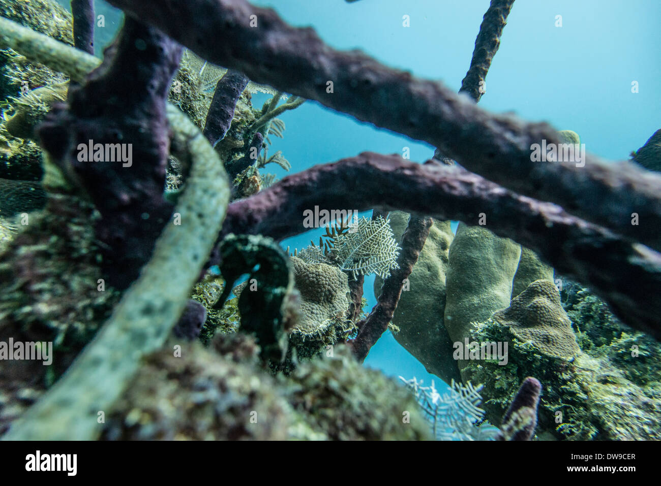 Underwater view of coral reef Utila Bay Islands Honduras Stock Photo ...