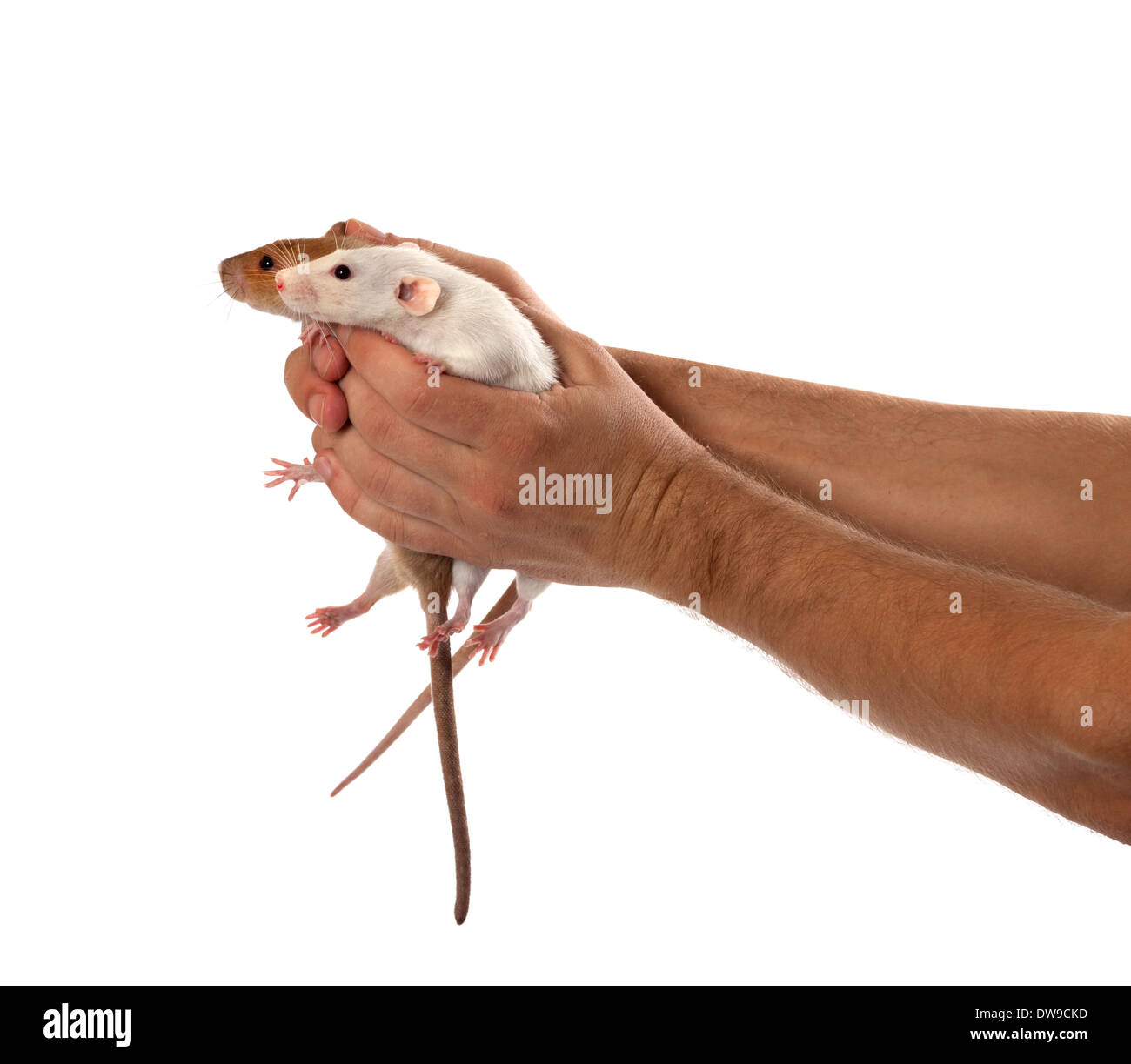 Human and pet mouse hi-res stock photography and images - Alamy