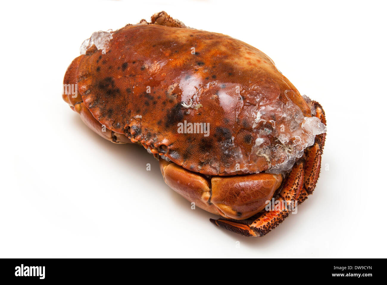 Frozen cooked edible brown crab, isolated on a white studio background ...