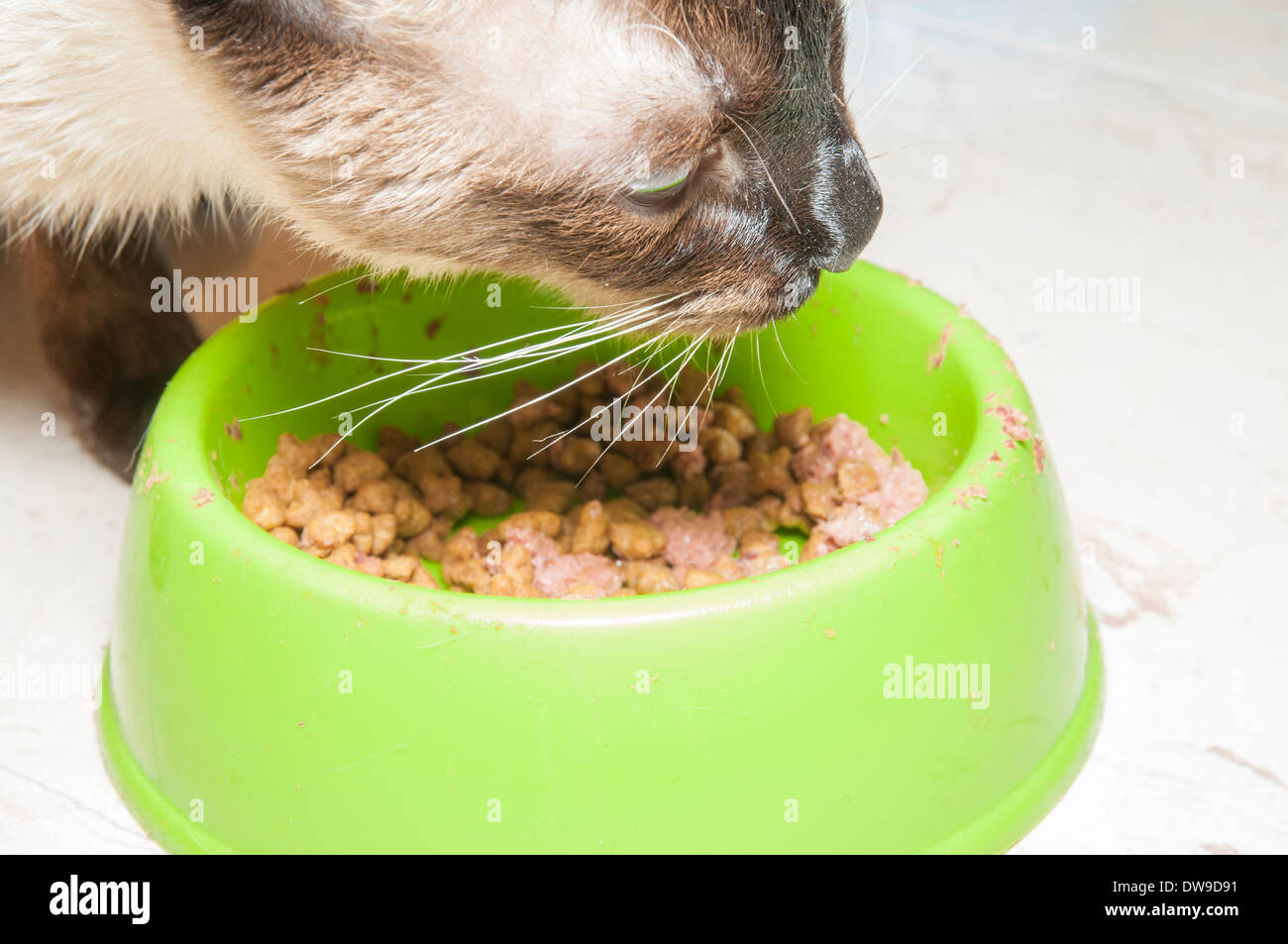 cat eating animal feed on your plate Stock Photo - Alamy