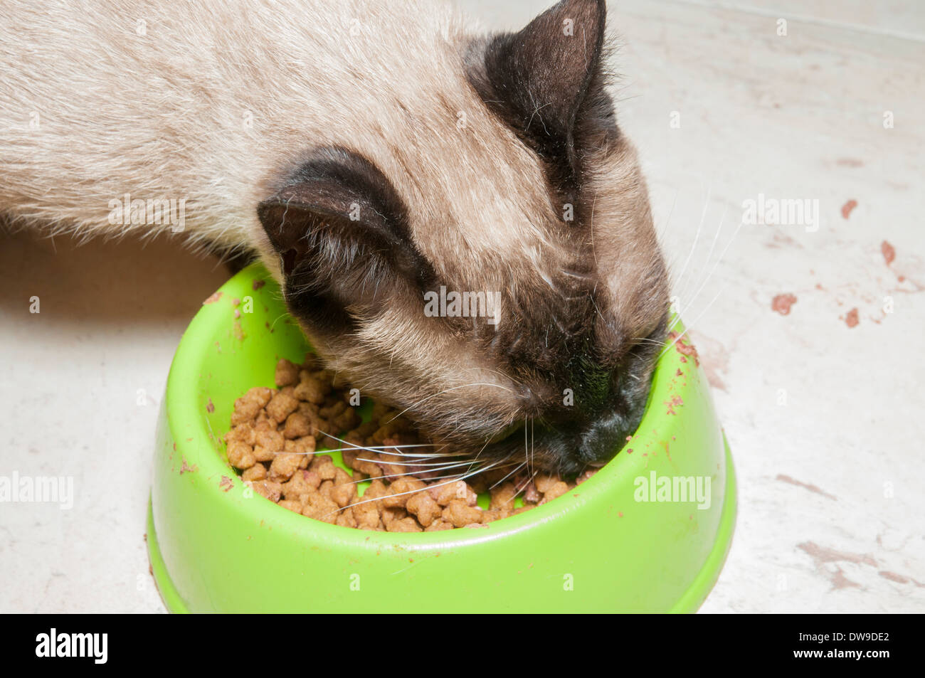 cat eating animal feed on your plate Stock Photo - Alamy