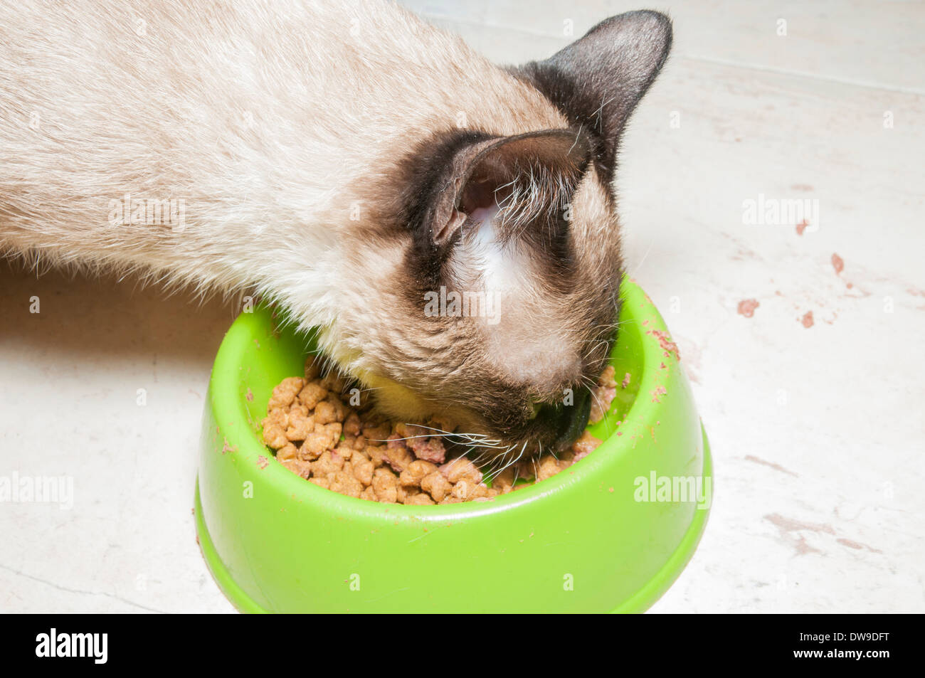cat eating animal feed on your plate Stock Photo - Alamy