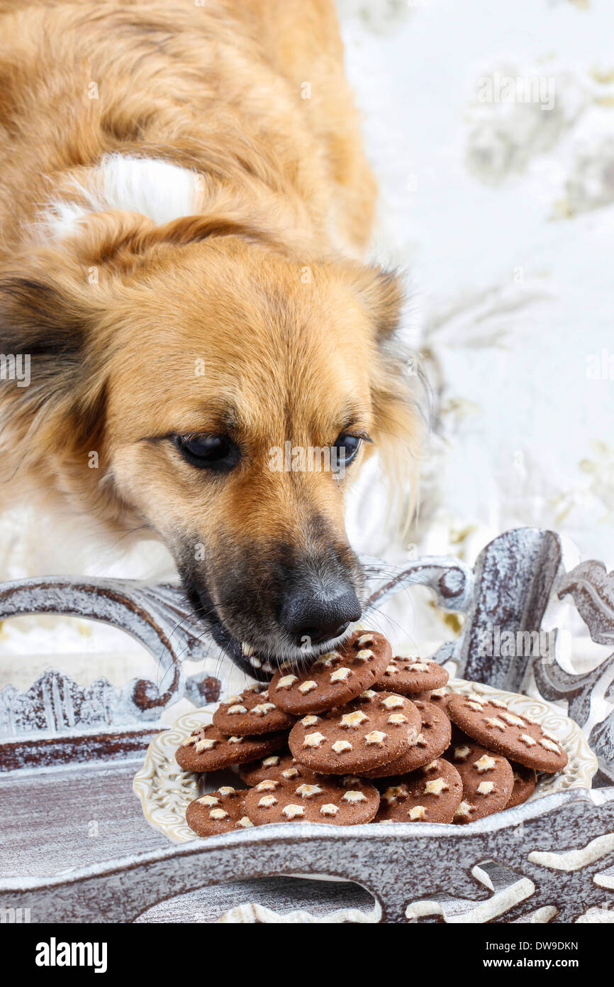 Dog stealing a cookieDog stealing a cookie Stock Photo - Alamy