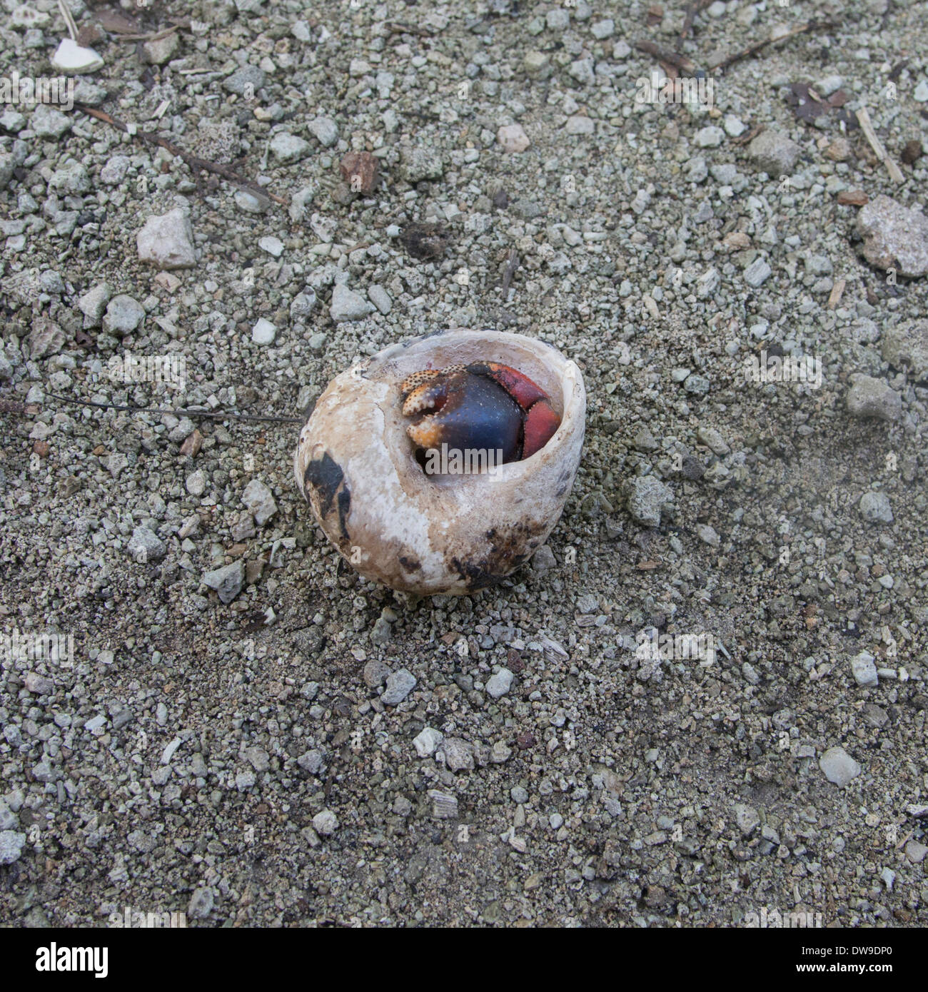 High angle view of a crab in a shell on the beach Utila Island Bay ...