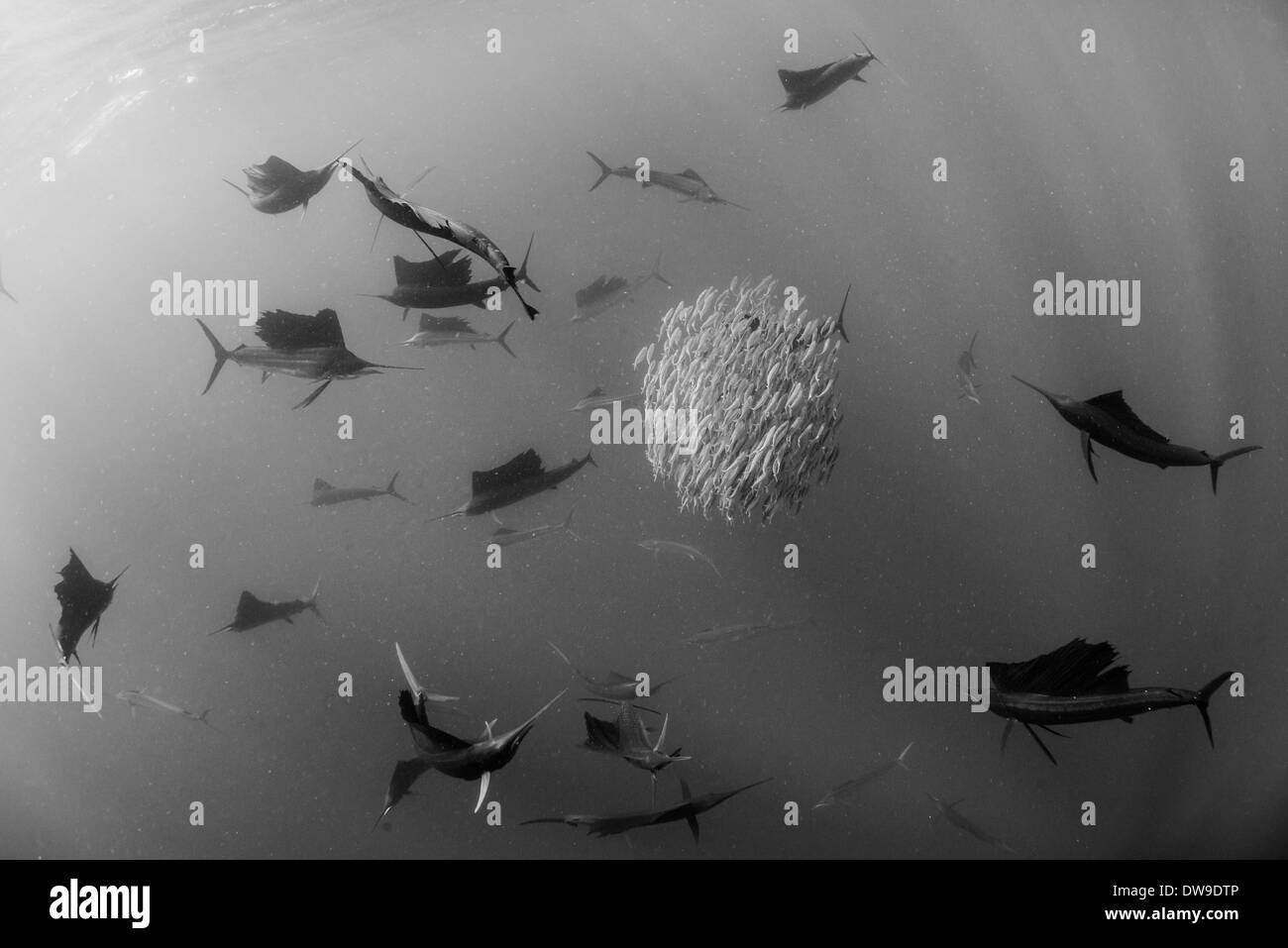 Atlantic Sailfish hunting Spanish sardines, Isla Mujeres, Yucatan ...