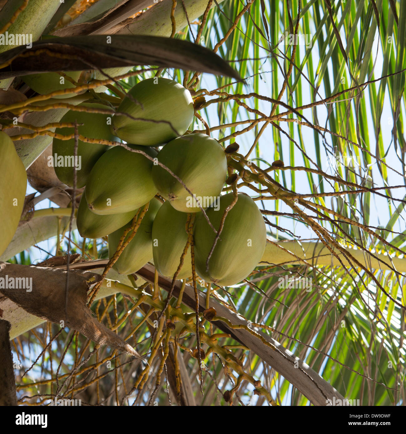 Coconuts growing on a tree, Bay Islands, Honduras Stock Photo - Alamy