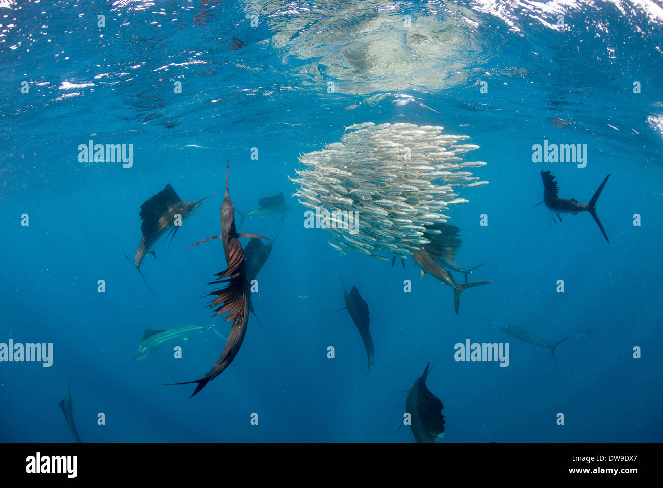 Atlantic Sailfish hunting Spanish sardines, Isla Mujeres, Yucatan ...
