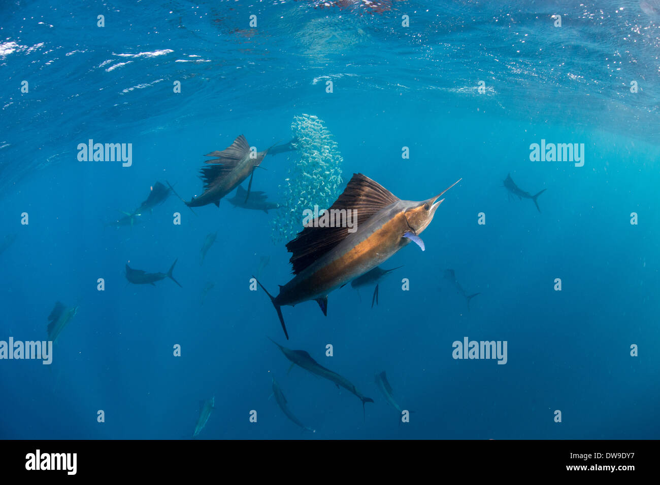 Atlantic Sailfish hunting Spanish sardines, Isla Mujeres, Yucatan ...