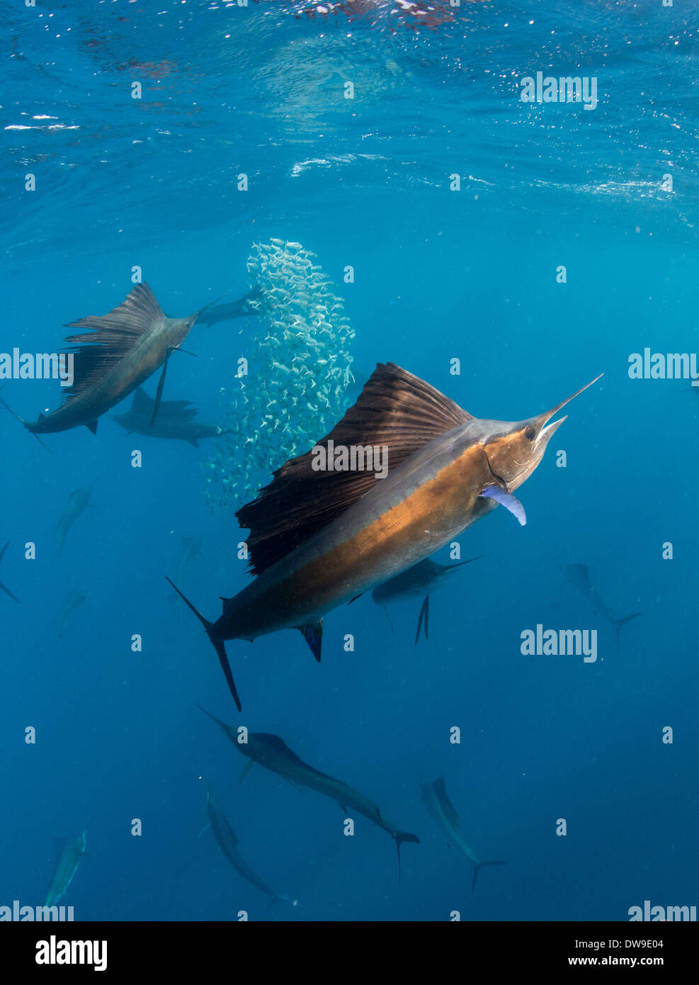 Sailfish hi-res stock photography and images - Alamy