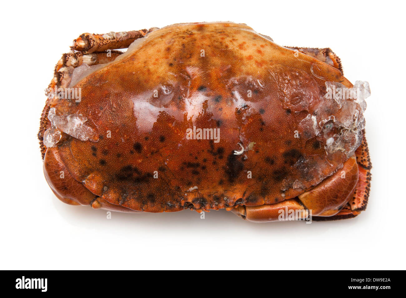 Frozen cooked edible brown crab, isolated on a white studio background ...