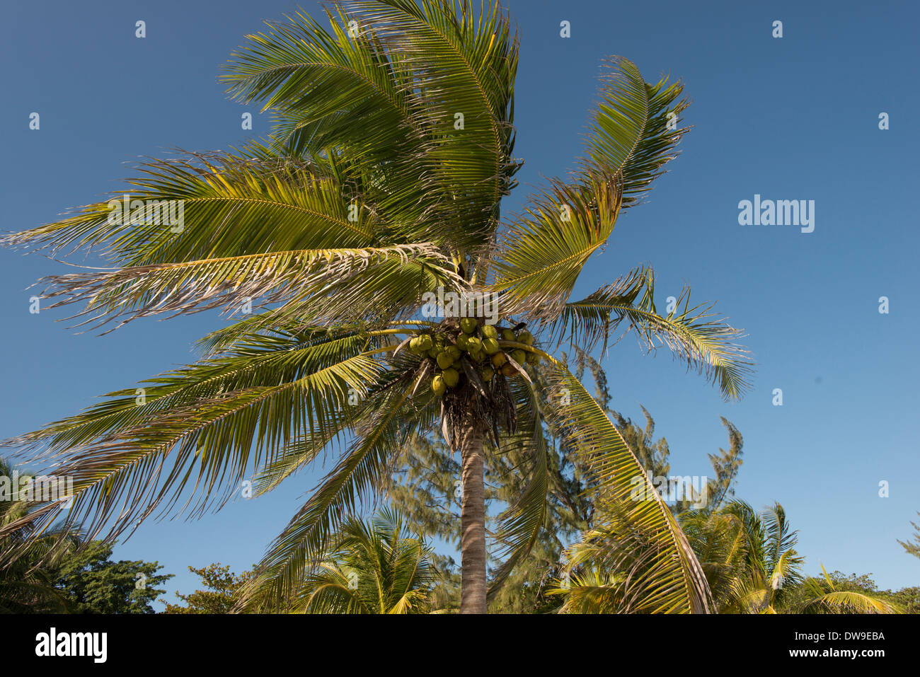 Low angle view of coconut palm tree Utila Bay Islands Honduras Stock ...