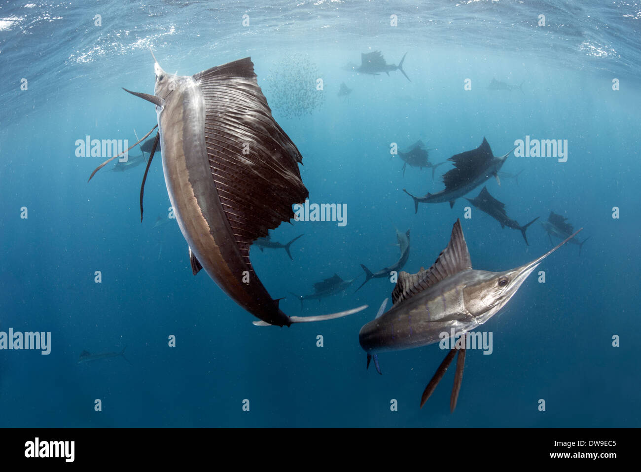 Atlantic Sailfish hunting Spanish sardines, Isla Mujeres, Yucatan ...