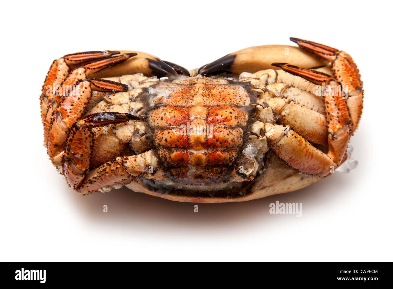 Frozen cooked edible brown crab, isolated on a white studio background ...