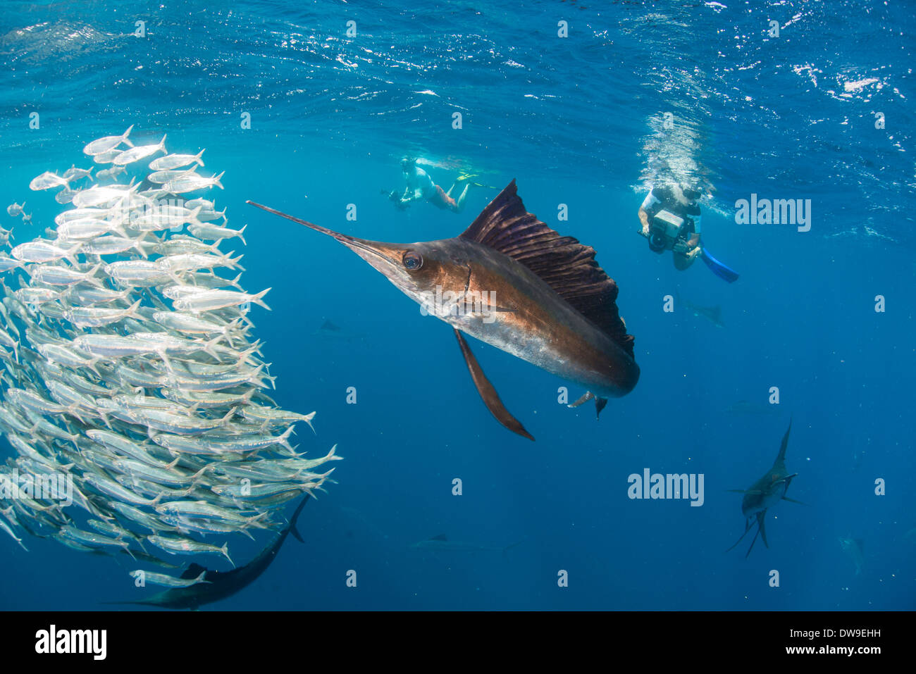 Atlantic Sailfish hunting Spanish sardines, Isla Mujeres, Yucatan ...