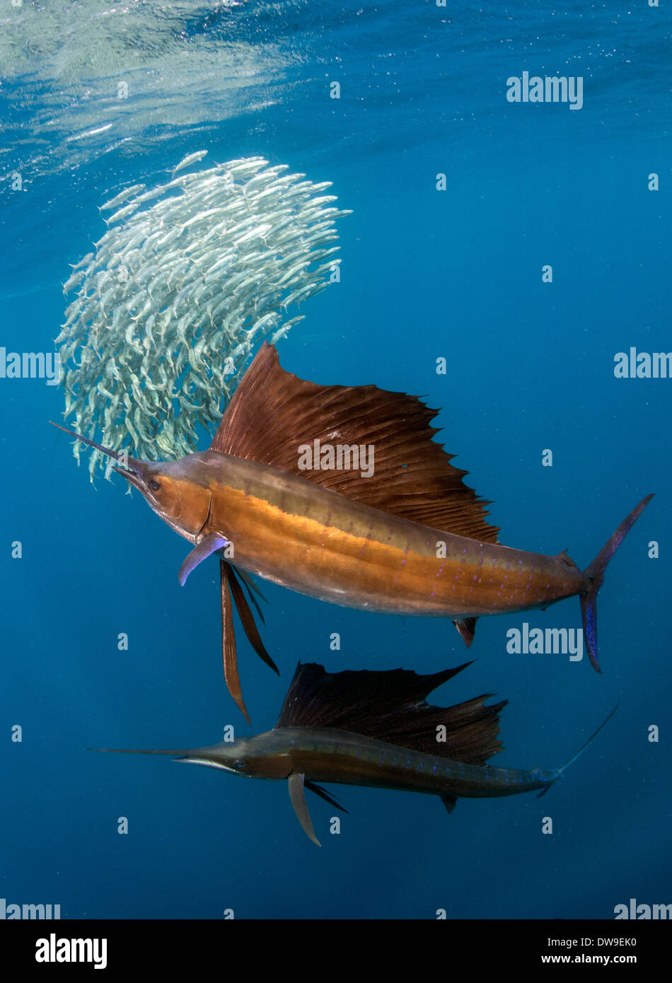 Atlantic Sailfish hunting Spanish sardines, Isla Mujeres, Yucatan ...