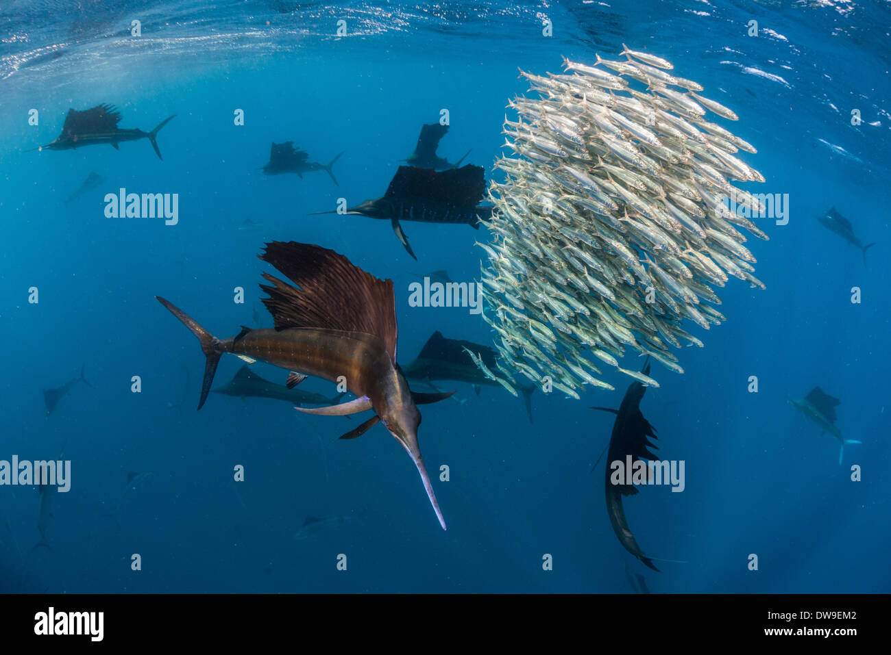 Atlantic Sailfish hunting Spanish sardines, Isla Mujeres, Yucatan ...