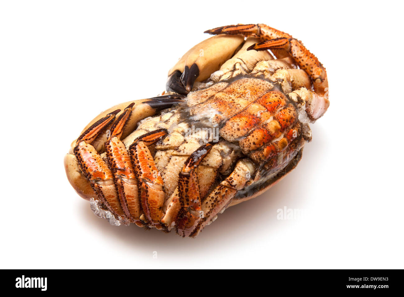 Frozen cooked edible brown crab, isolated on a white studio background ...