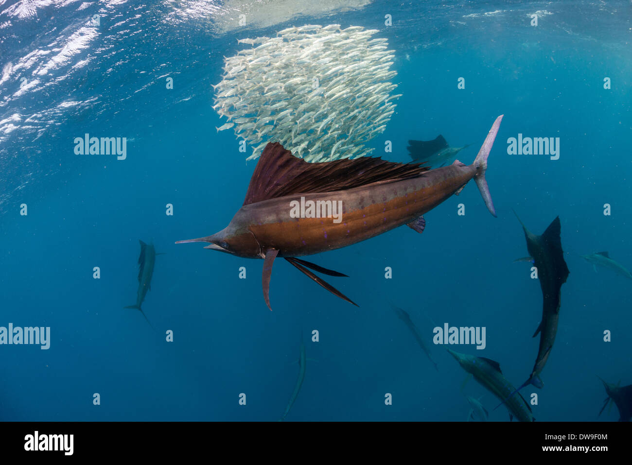 Atlantic Sailfish hunting Spanish sardines, Isla Mujeres, Yucatan ...