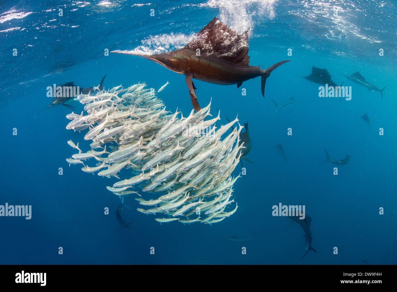 Atlantic Sailfish hunting Spanish sardines, Isla Mujeres, Yucatan ...