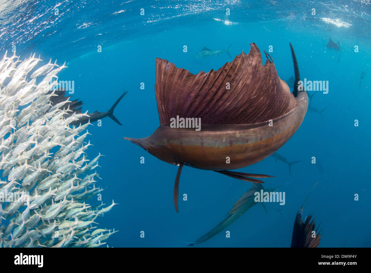Atlantic Sailfish hunting Spanish sardines, Isla Mujeres, Yucatan ...