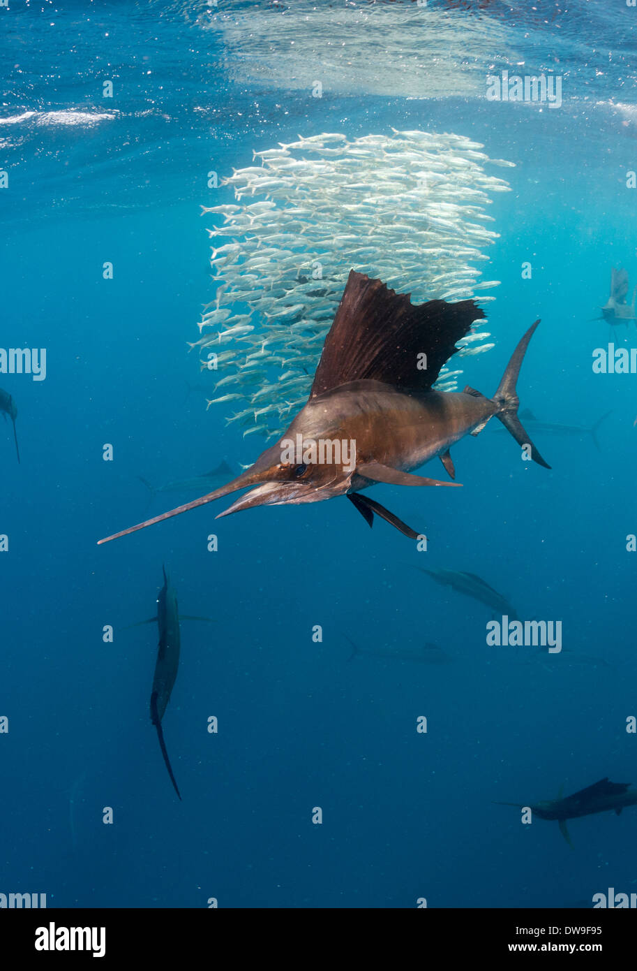 Atlantic Sailfish hunting Spanish sardines, Isla Mujeres, Yucatan ...