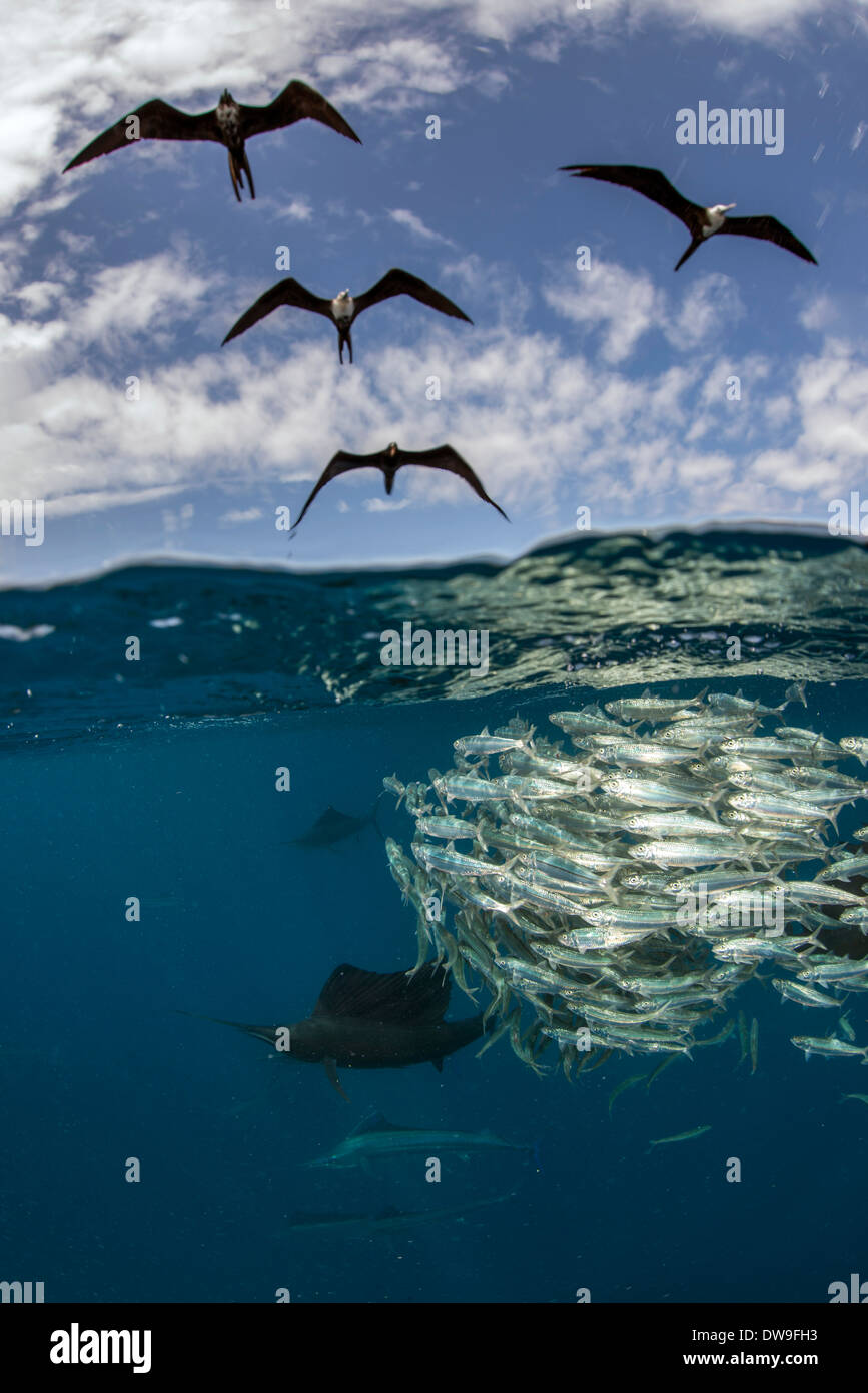 Atlantic Sailfish hunting Spanish sardines, Isla Mujeres, Yucatan ...