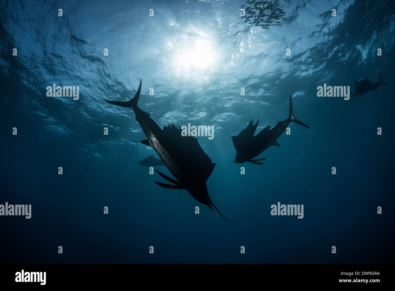 Atlantic Sailfish hunting Spanish sardines, Isla Mujeres, Yucatan ...