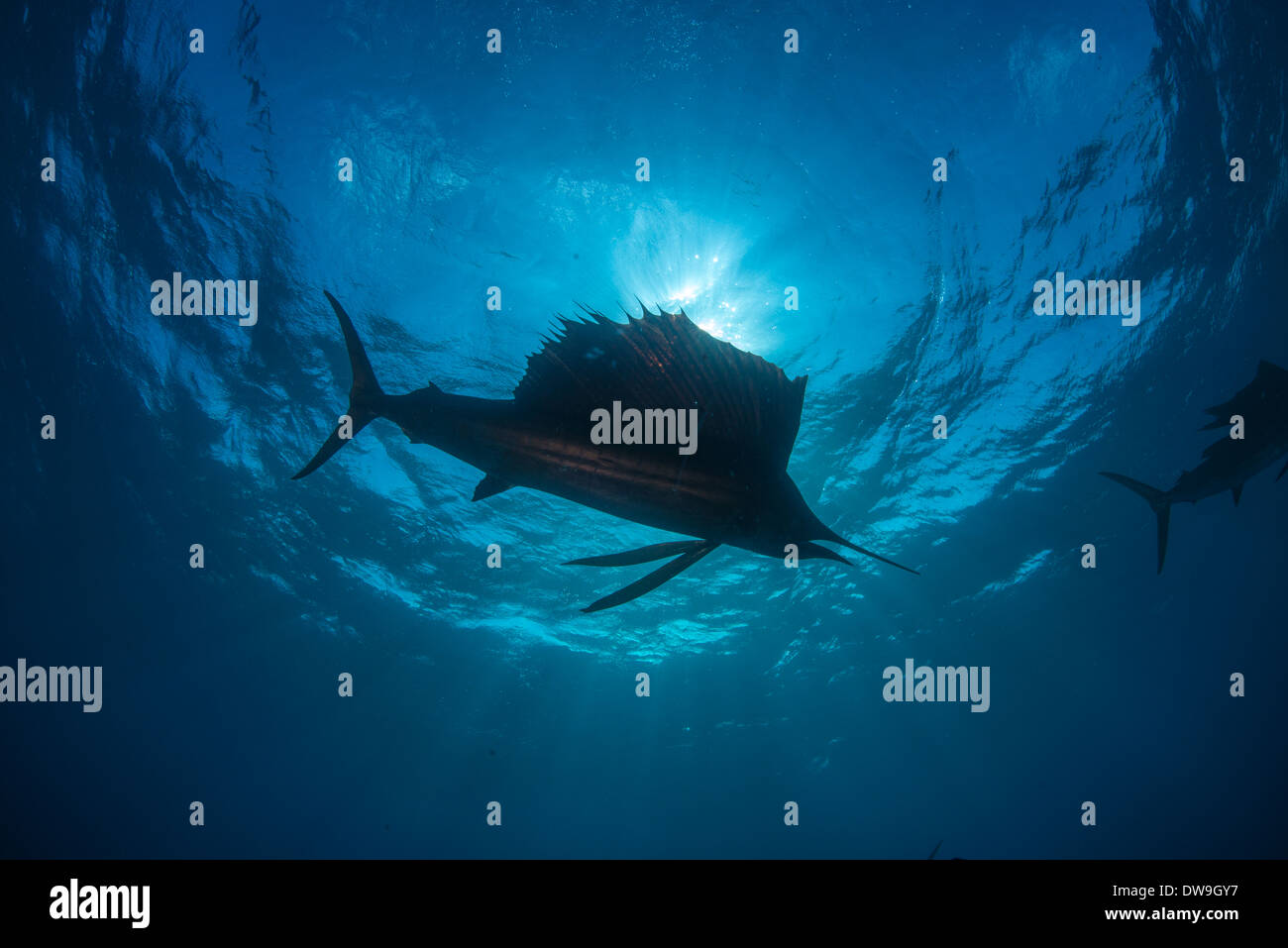 Atlantic Sailfish hunting Spanish sardines, Isla Mujeres, Yucatan ...