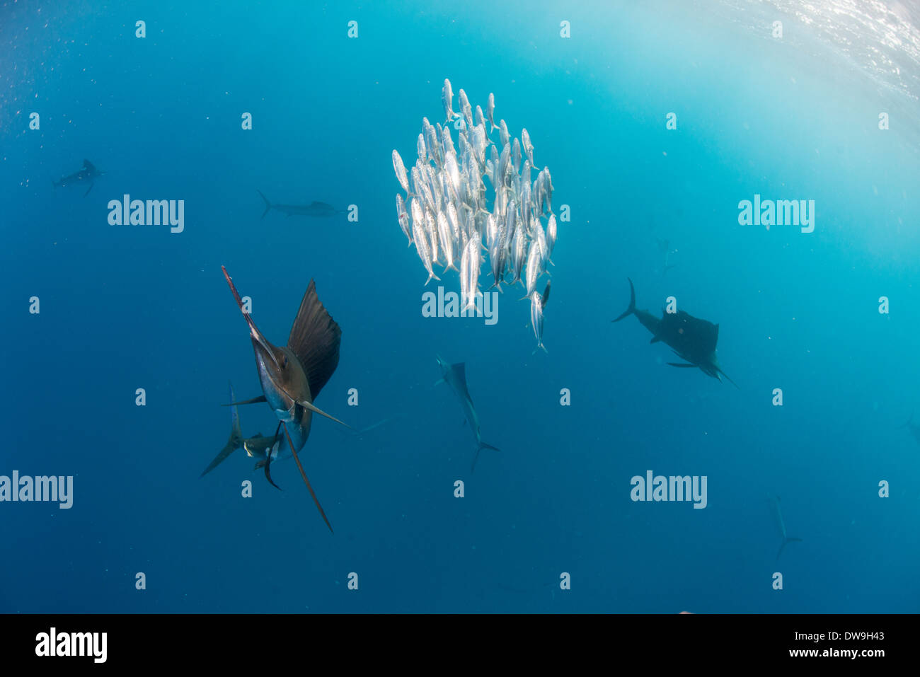 Atlantic Sailfish hunting Spanish sardines, Isla Mujeres, Yucatan ...