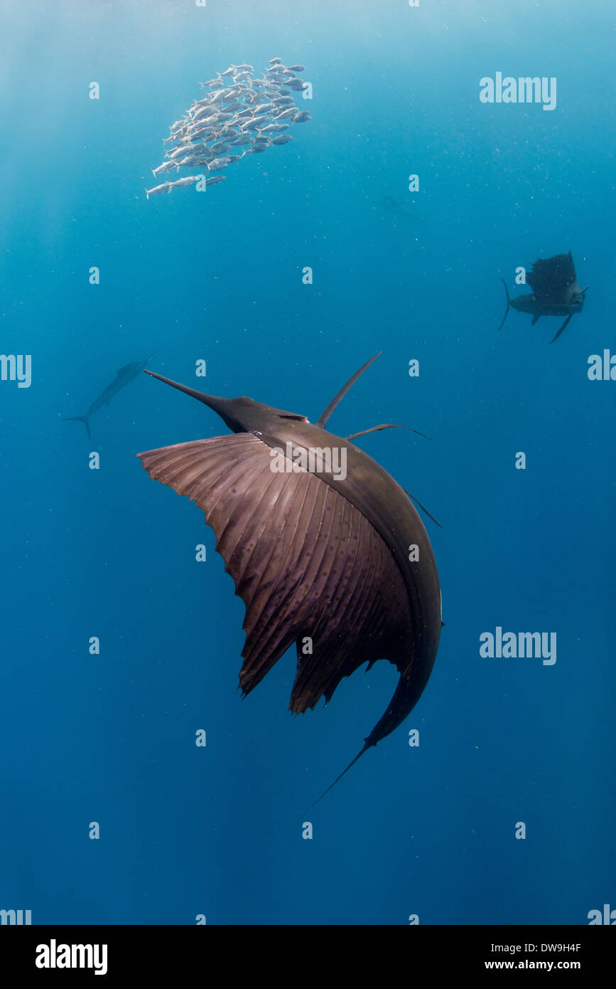 Atlantic Sailfish hunting Spanish sardines, Isla Mujeres, Yucatan ...
