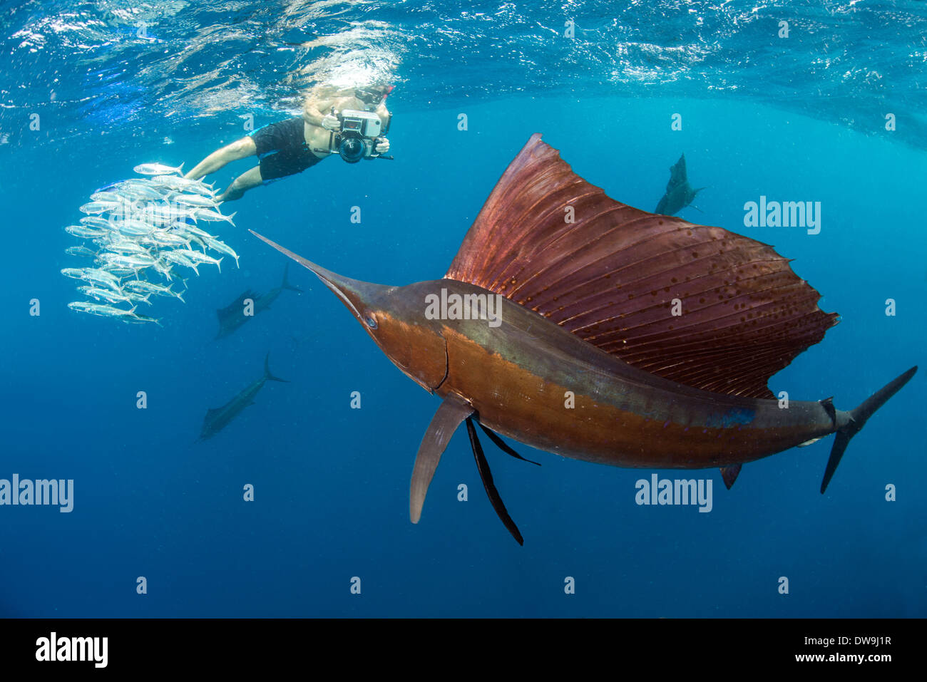 Atlantic Sailfish hunting Spanish sardines, Isla Mujeres, Yucatan ...