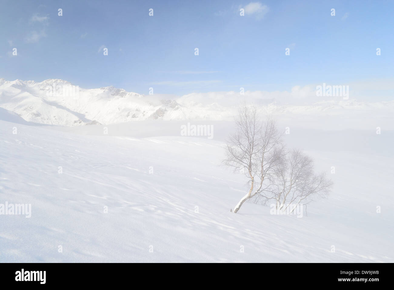 Little birch hi-res stock photography and images - Alamy