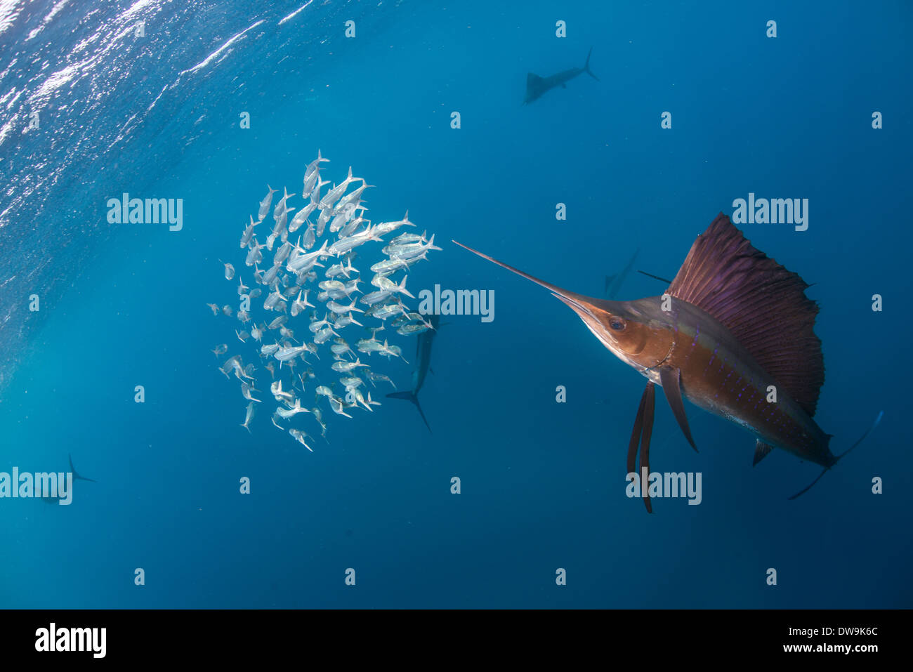 Atlantic Sailfish hunting Spanish sardines, Isla Mujeres, Yucatan ...