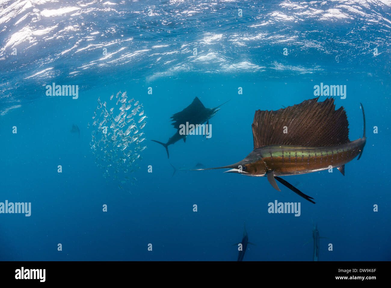 Atlantic Sailfish hunting Spanish sardines, Isla Mujeres, Yucatan ...