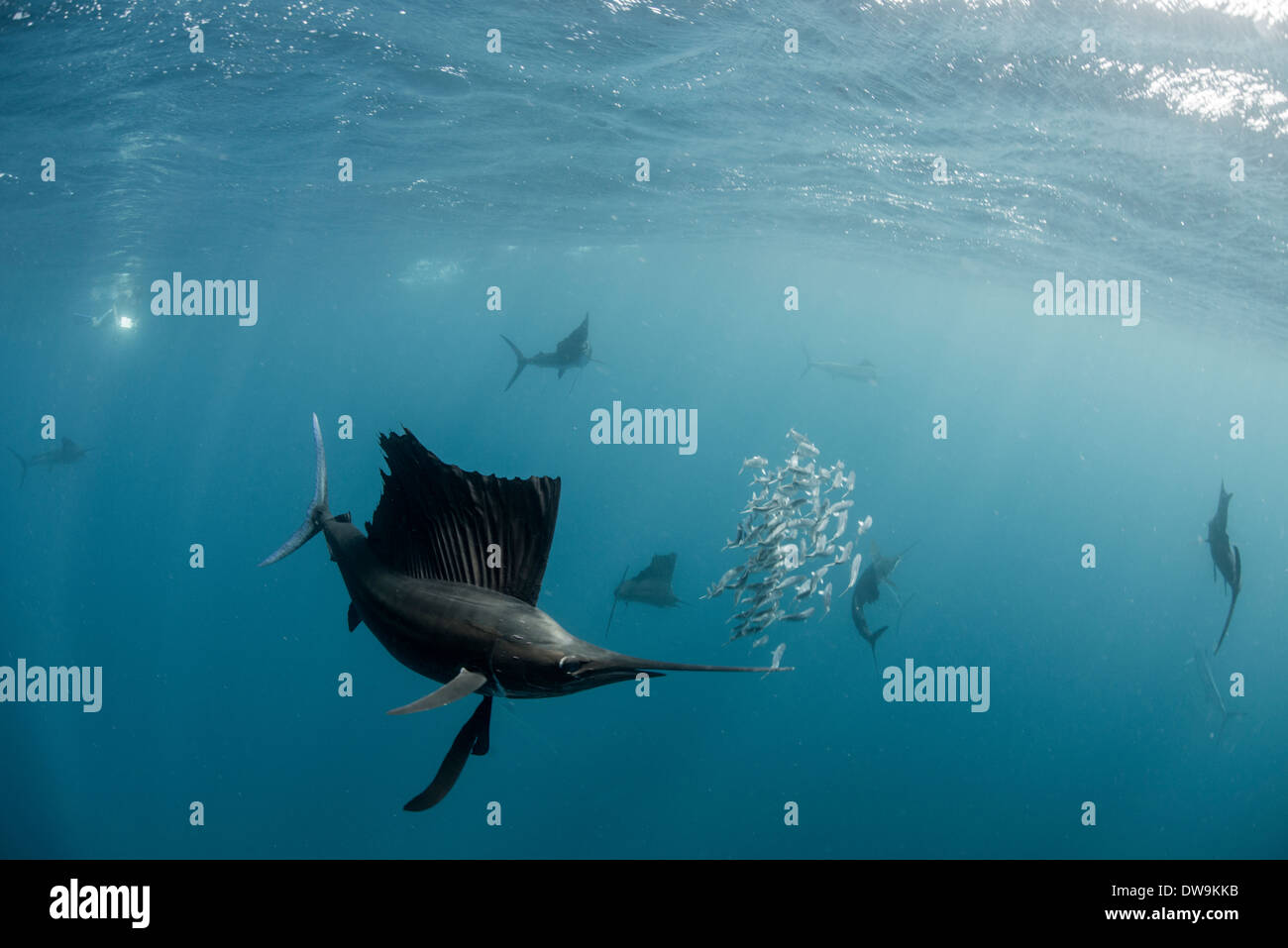 Atlantic Sailfish hunting Spanish sardines, Isla Mujeres, Yucatan ...