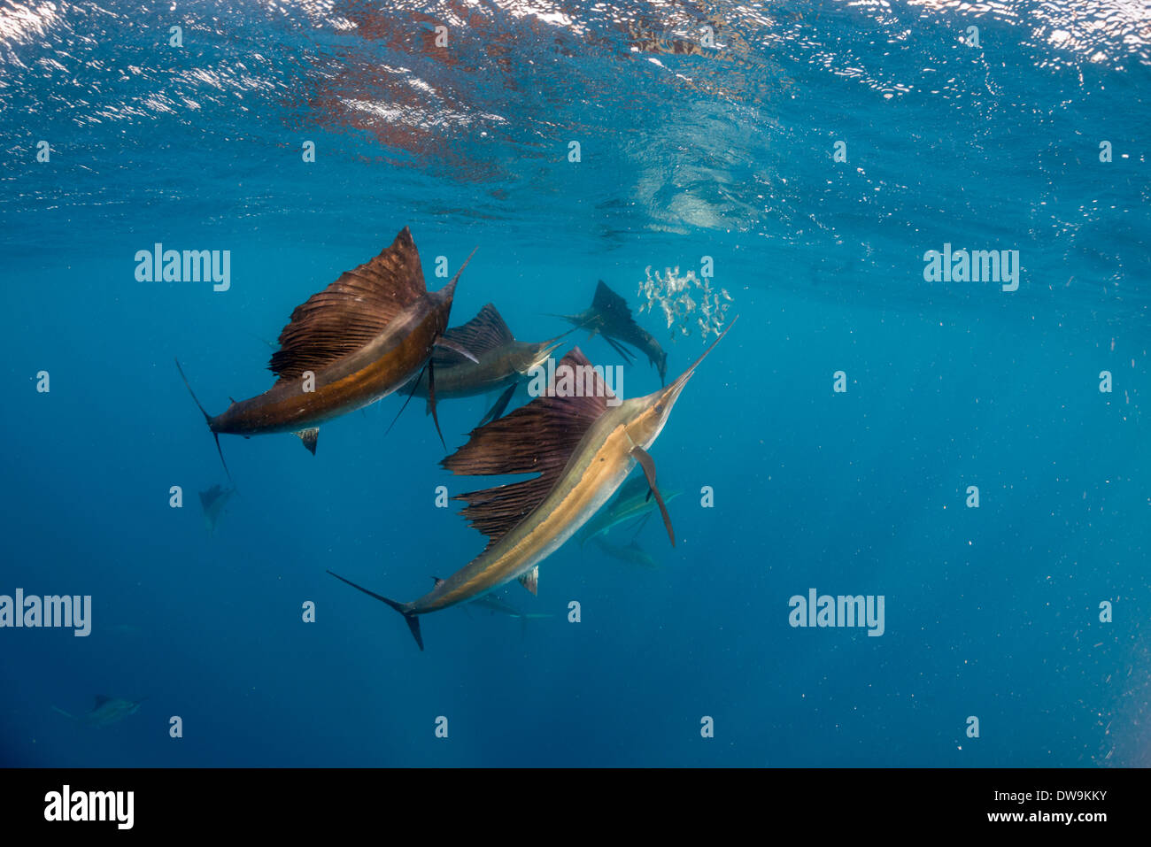 Atlantic Sailfish hunting Spanish sardines, Isla Mujeres, Yucatan ...