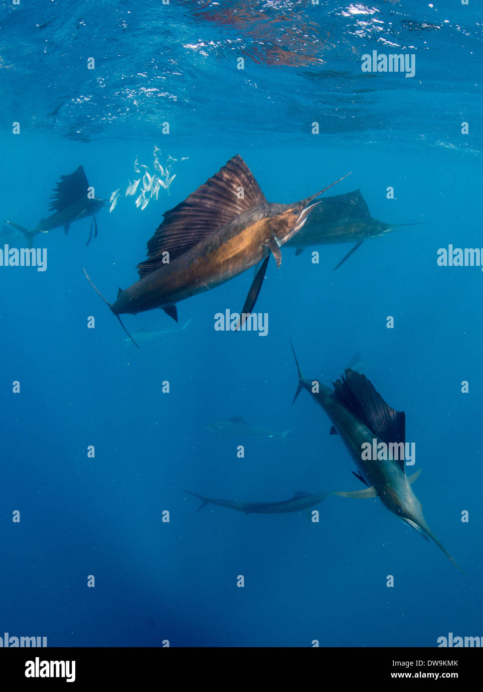 Atlantic Sailfish hunting Spanish sardines, Isla Mujeres, Yucatan ...