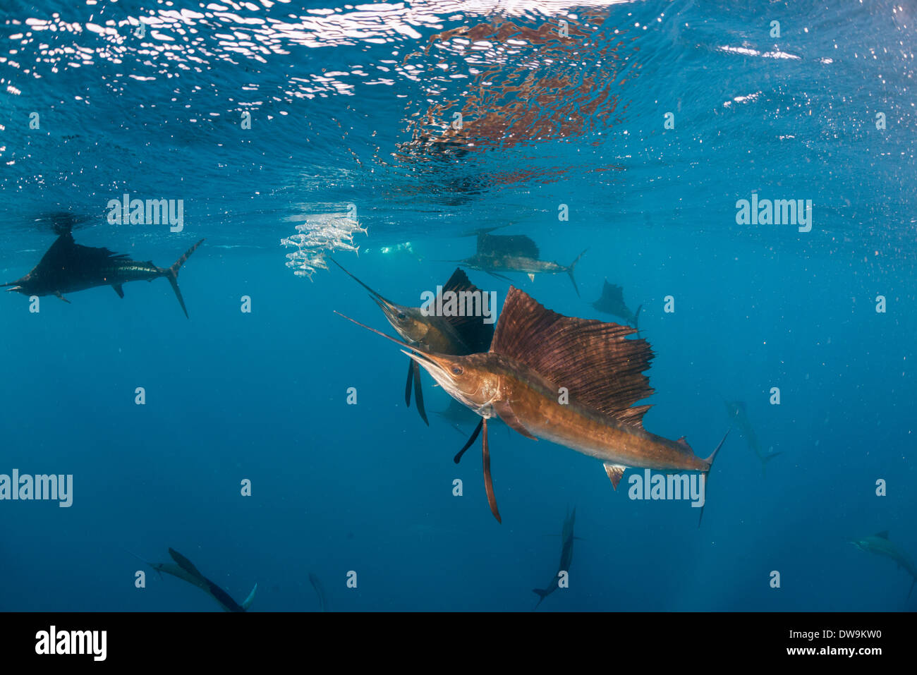 Atlantic Sailfish hunting Spanish sardines, Isla Mujeres, Yucatan ...