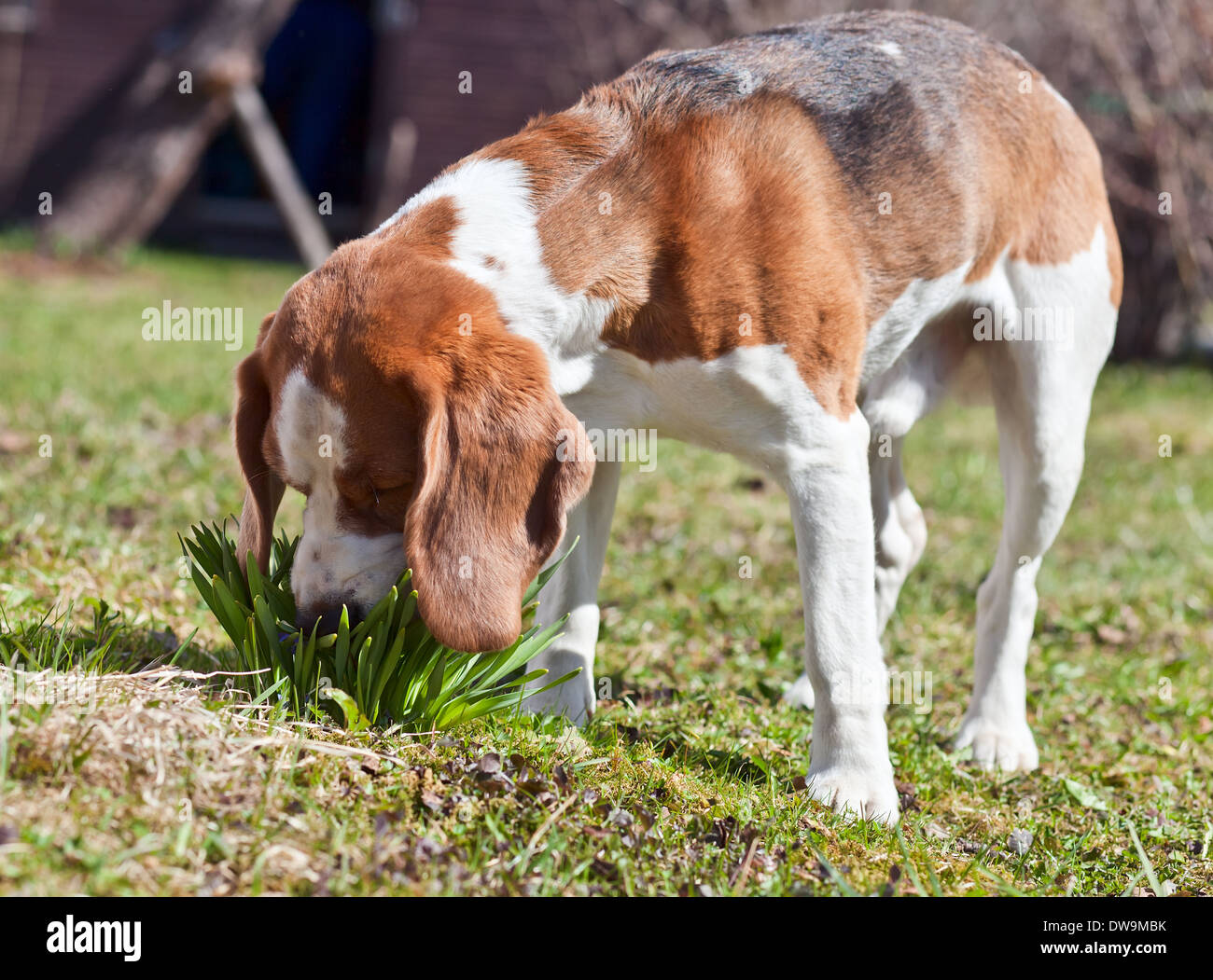 Dog smells flower hi-res stock photography and images - Alamy