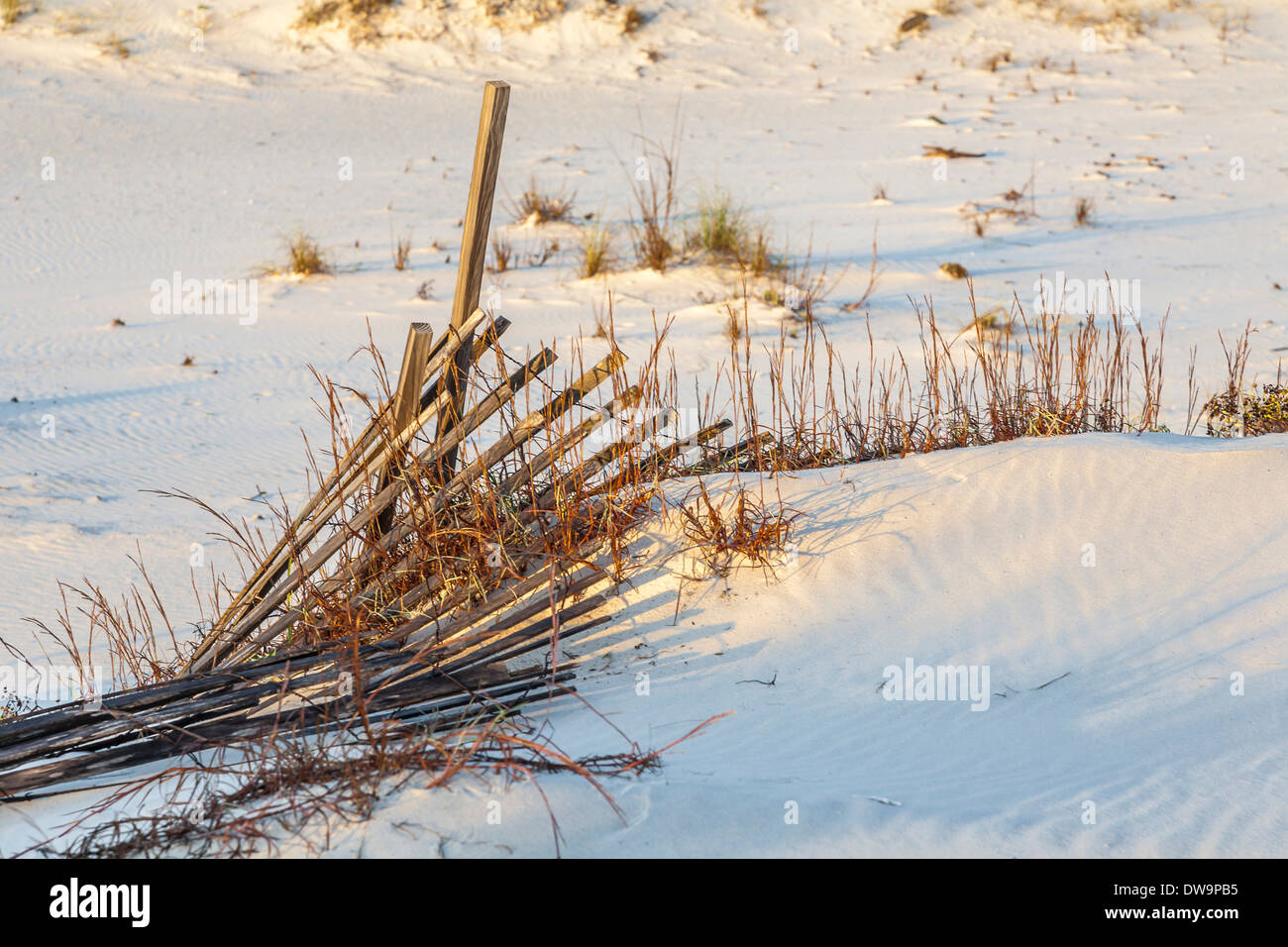 Fencing helps create sand dunes for erosion protection on the beach at ...
