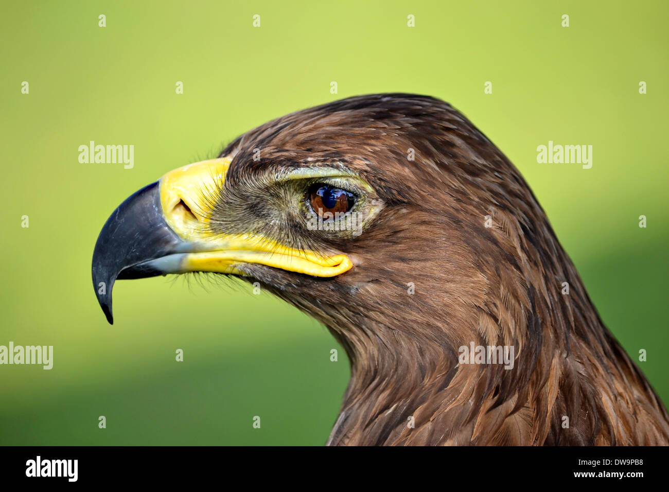 Golden eagle eye hi-res stock photography and images - Alamy
