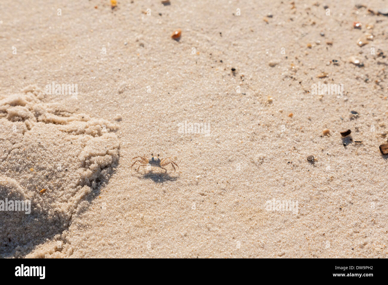 Small crab stands at attention on the beach at Gulf Shores, Alabama ...