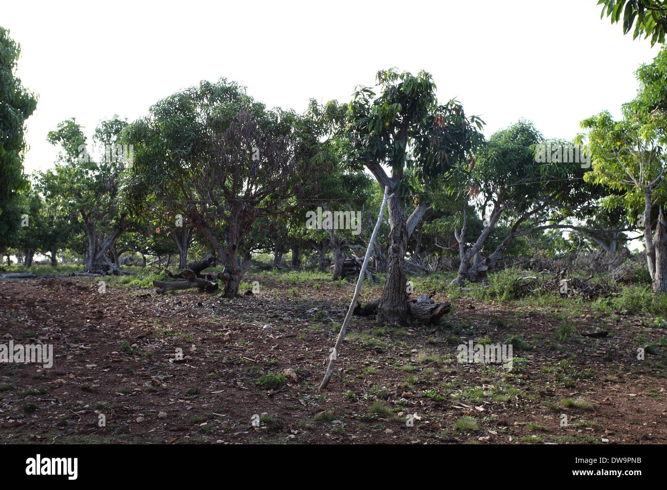 Mango trees in a small Cuban farm, Holguin Province Stock Photo - Alamy
