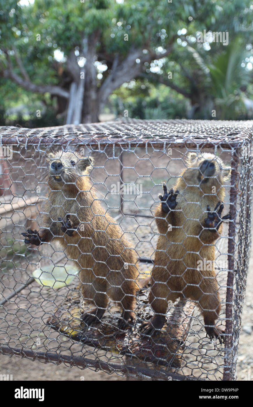 Cuban Animals High Resolution Stock Photography and Images - Alamy
