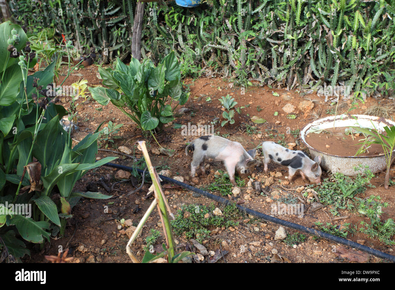 Pigs running free hi-res stock photography and images - Alamy