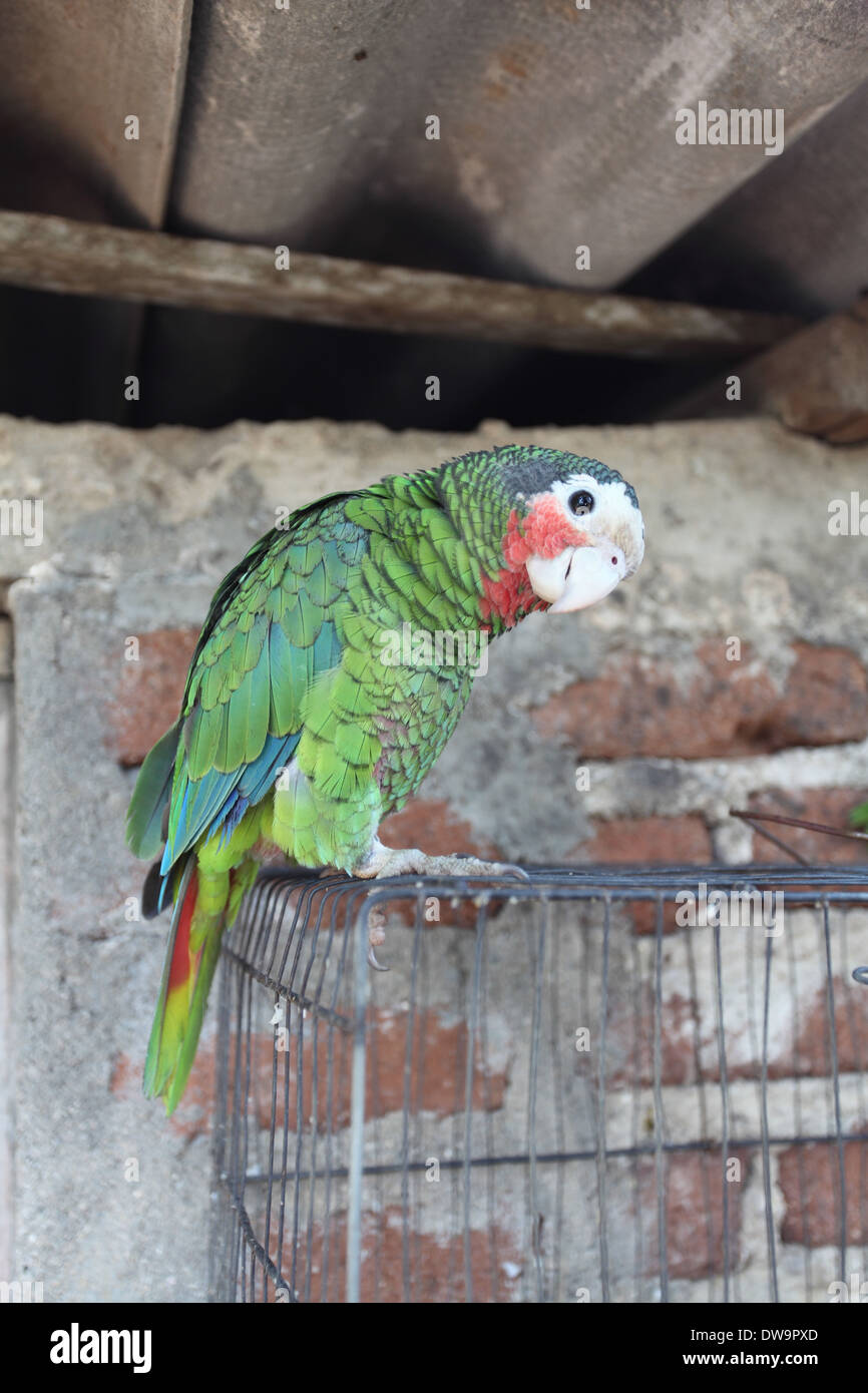 Pet Cuban parrot (Amazona leucocephala) on top of his cage in a farm ...
