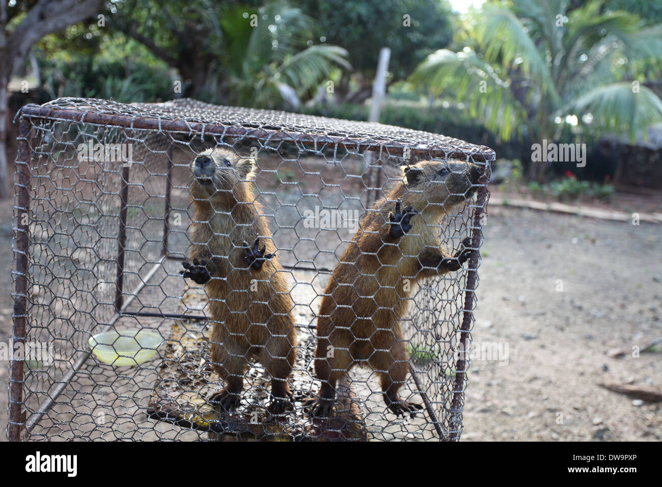 Cuban Animals High Resolution Stock Photography and Images - Alamy